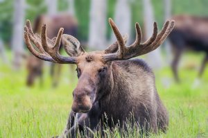 The Ultimate Vermont Hunting Guide and More - Vermont's Very Best ...