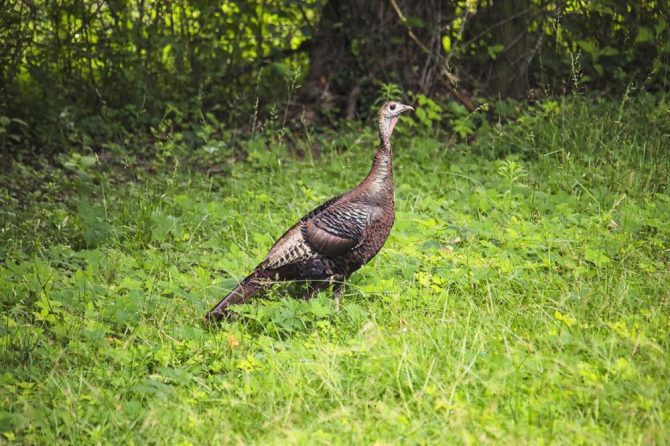 The Ultimate Vermont Hunting Guide and More - Vermont's Very Best ...