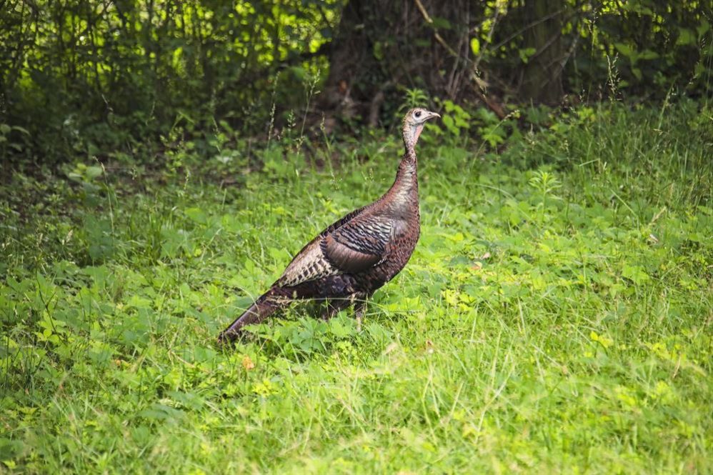 The Ultimate Vermont Hunting Guide and More - Vermont's Very Best ...