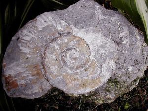 Exploring Vermont's Ancient Fossil Reef at Isle La Motte - Vermont's ...