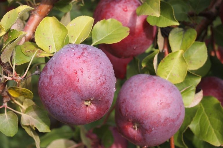 Picking the Best Apple Orchards in Vermont - Vermont's Very Best ...
